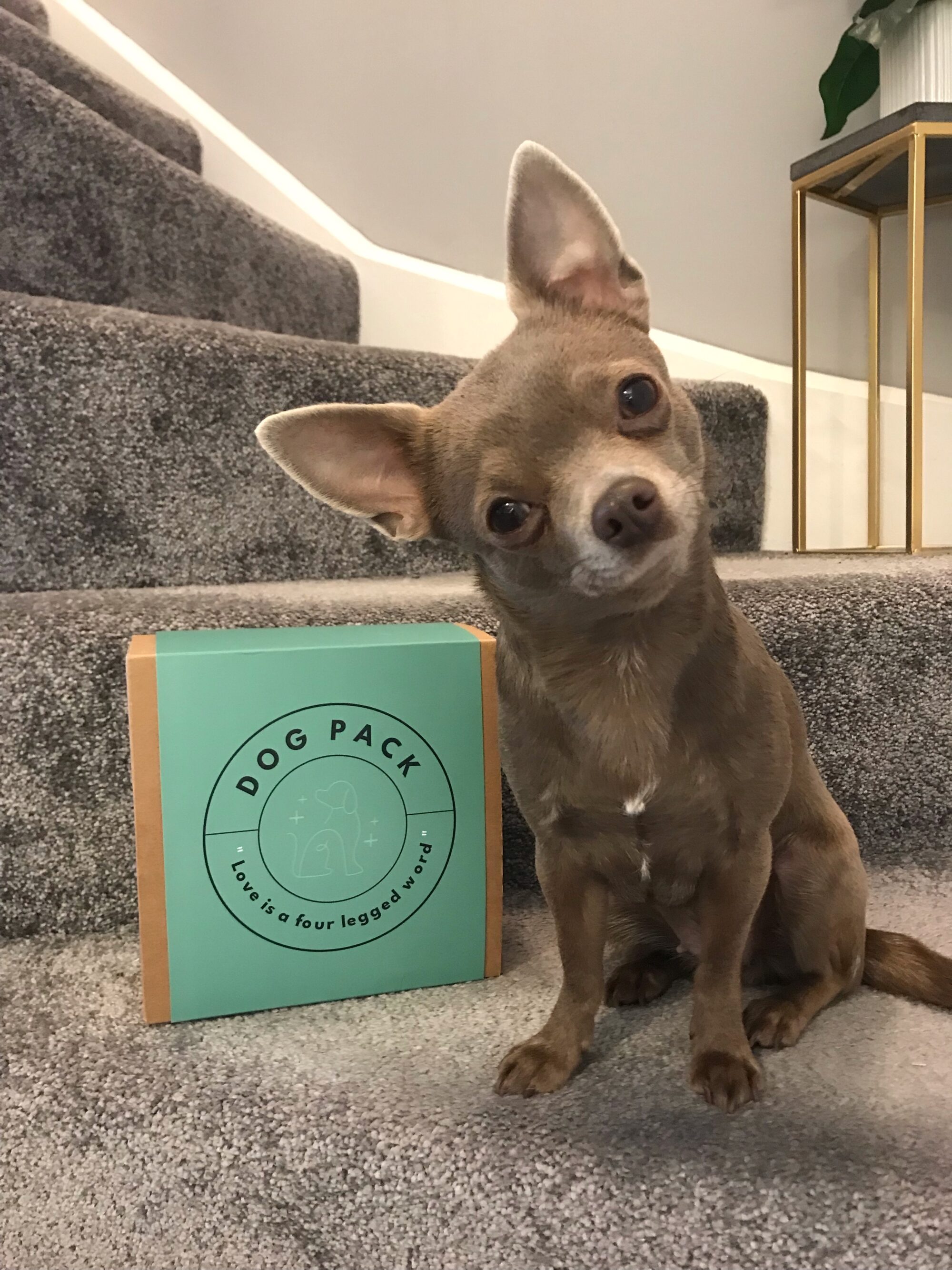 Dog welcome packs for pet friendly holiday accommodation